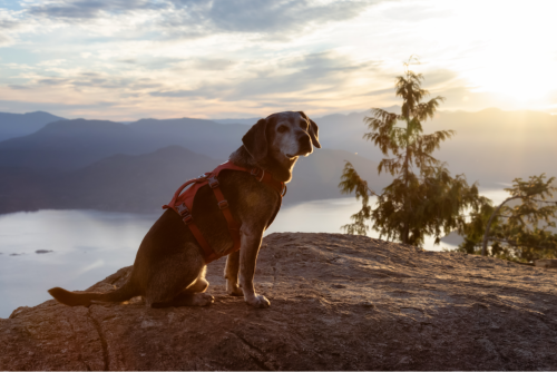 15 of the Best Large Dog Breeds for Adventure Travel - Adventure Travel ...