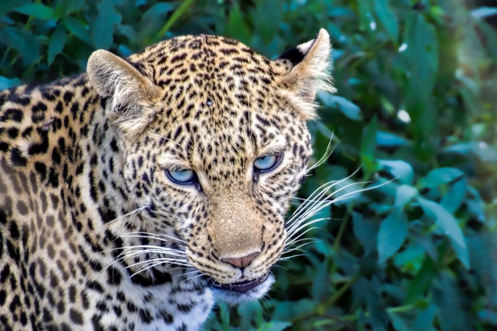 Discover the Luxury of the Jawai Leopard Safari Lodge - Adventure ...